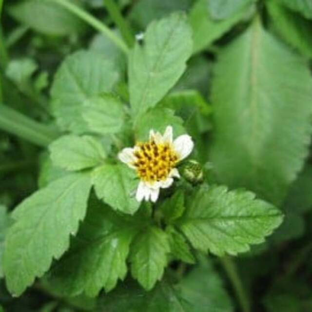 Produk adi respati | Shopee Indonesia