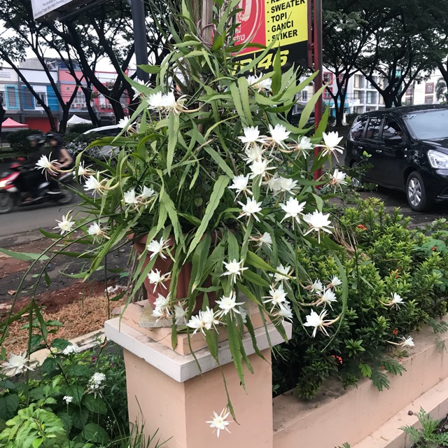 Produk Venus Brothers | Shopee Indonesia