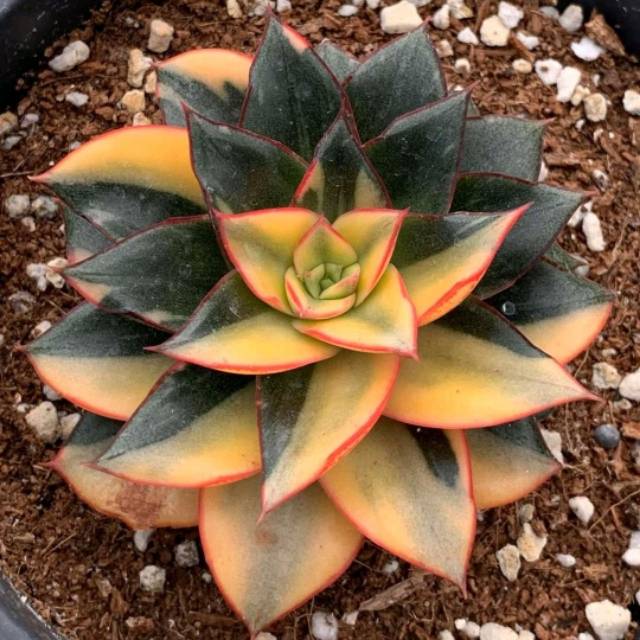 Produk pcactus | Shopee Indonesia