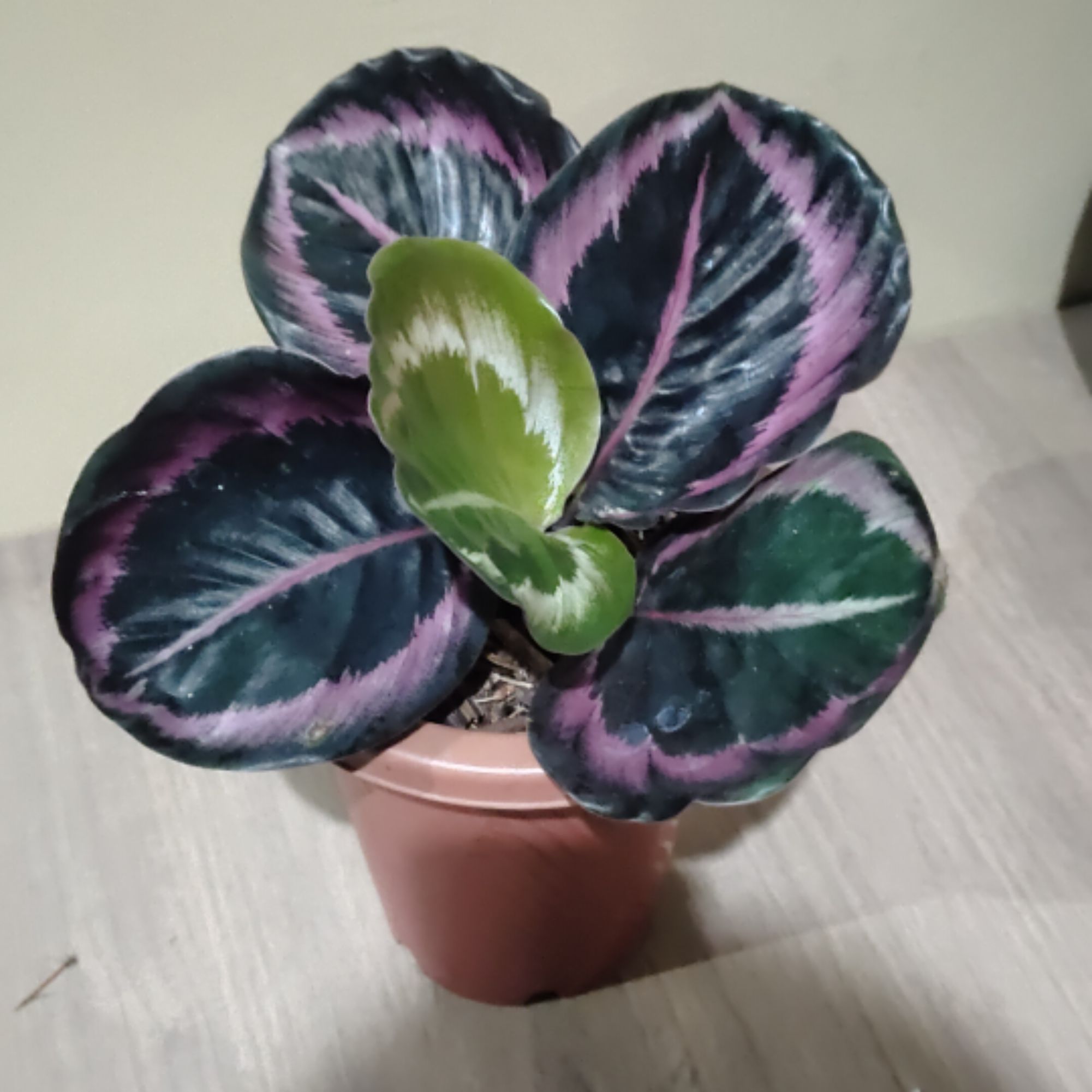 Produk Zavier flower | Shopee Indonesia