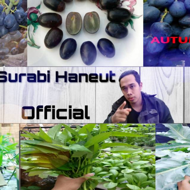 Produk SURABI HANEUT OFFICIAL | Shopee Indonesia