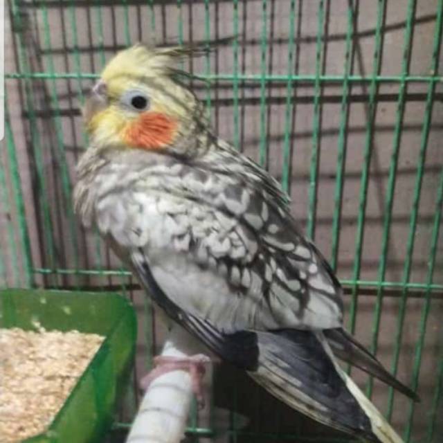 Produk korek_api | Shopee Indonesia