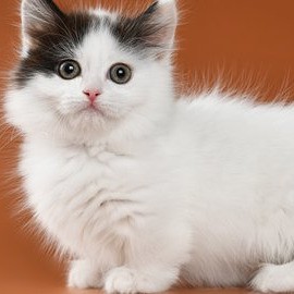 Produk dnh petshop | Shopee Indonesia