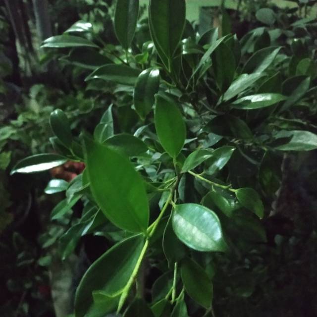 Produk Mitra Damai Oficial | Shopee Indonesia