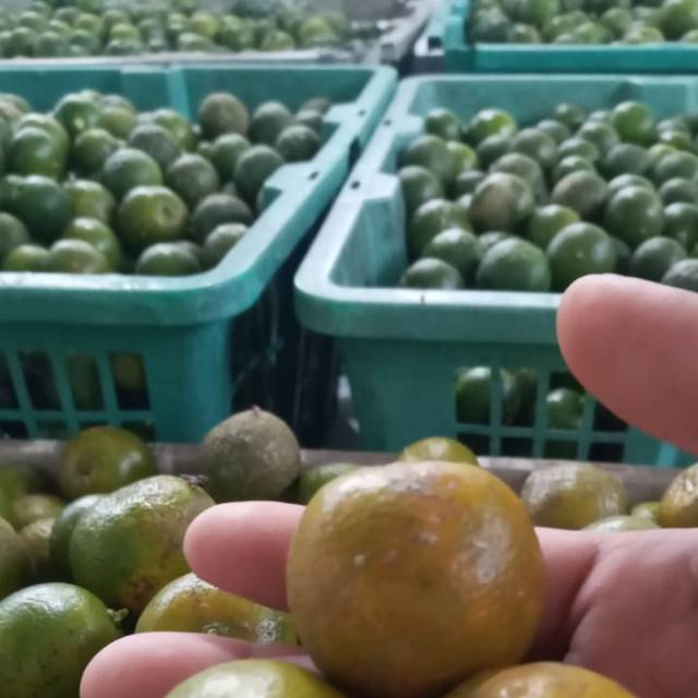 Produk jeruk fresh | Shopee Indonesia
