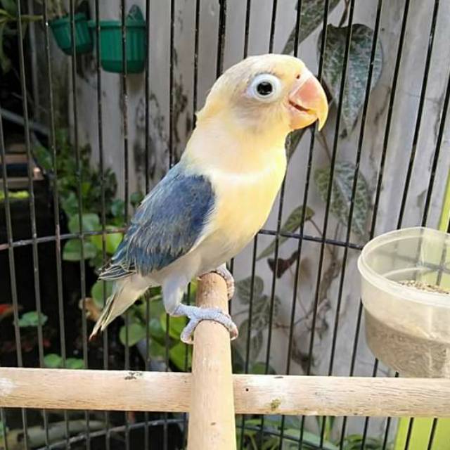 Produk ARB_farm | Shopee Indonesia