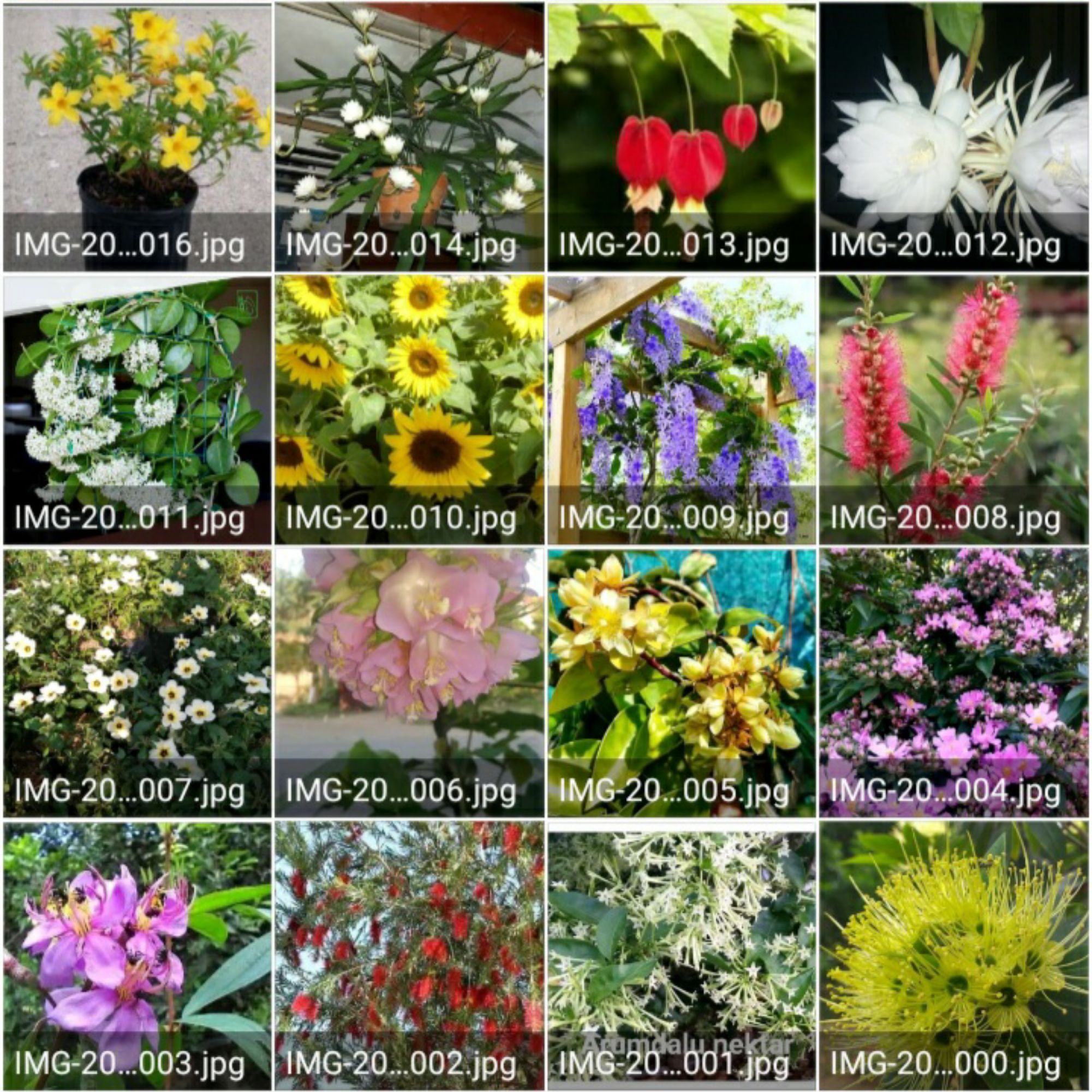 Produk Kebun bunga vegetasi lebah | Shopee Indonesia