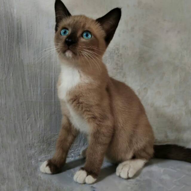 Produk aLOVEn | Shopee Indonesia