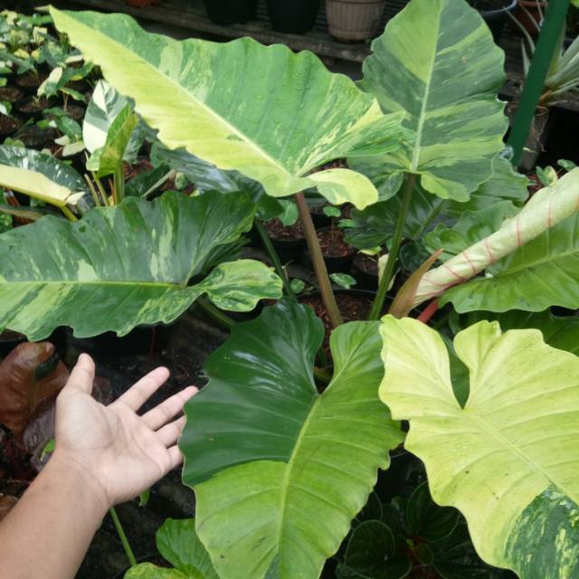 Produk Opik_nursery | Shopee Indonesia