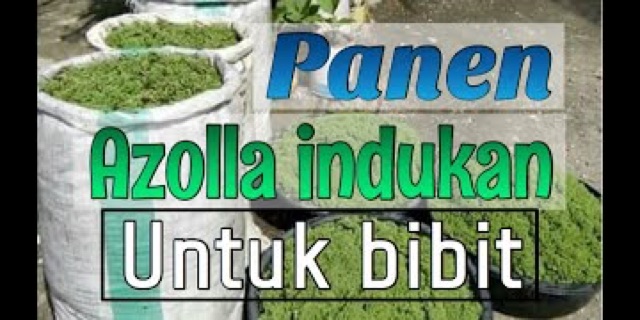 Produk azolla_indonesia | Shopee Indonesia