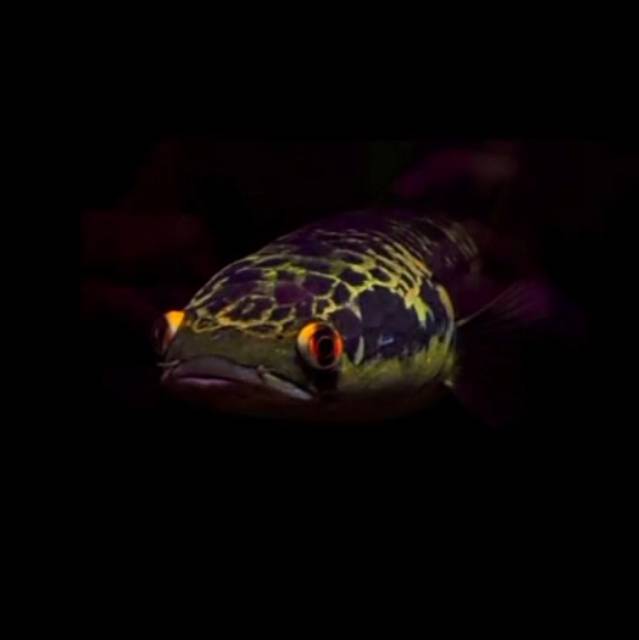 Produk DEWA SHOP FISH | Shopee Indonesia