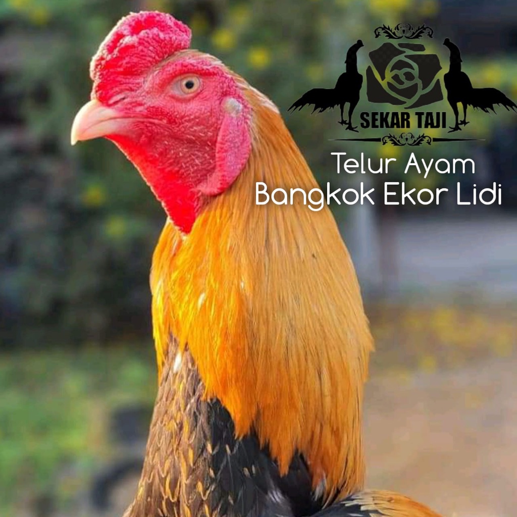 Produk AYAM BANGKOK PAKHOY SUPER | Shopee Indonesia