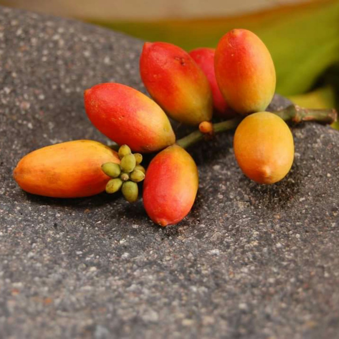 Produk ANEKA EMPING KHAS LIMPUNG | Shopee Indonesia