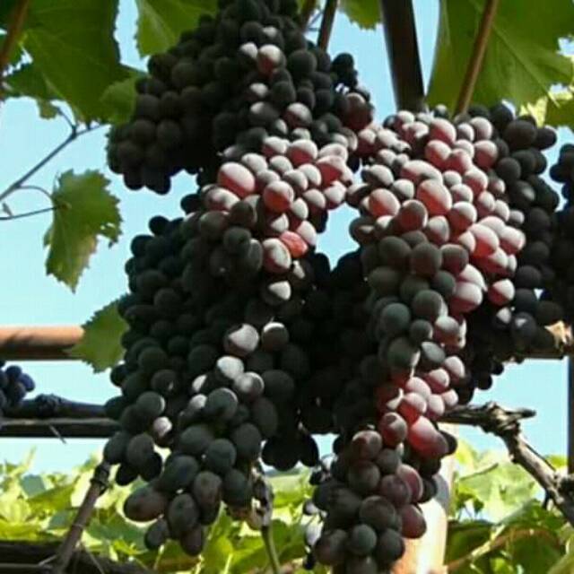 Produk raja_farm | Shopee Indonesia