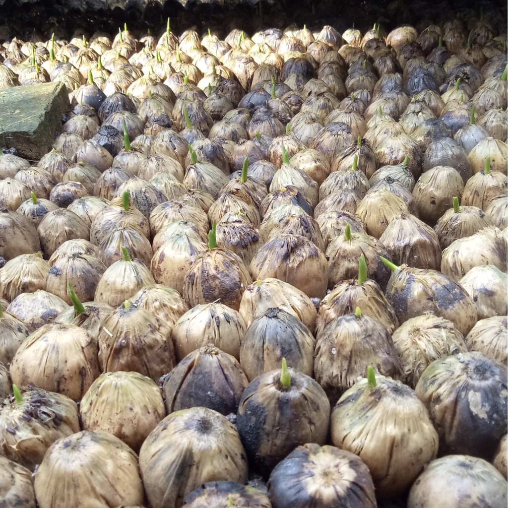 Produk Bibit Pinang Betara | Shopee Indonesia