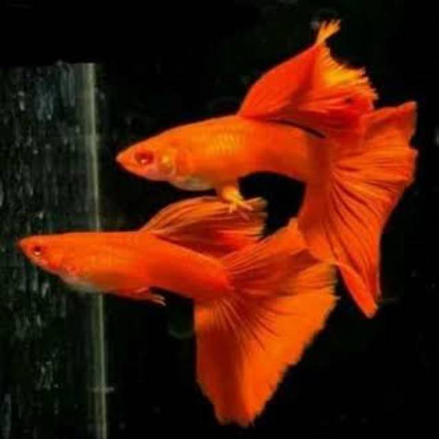 Produk Guppy_Fish_Indonesia | Shopee Indonesia