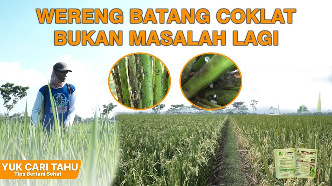 Produk Prima Agro Tech Store | Shopee Indonesia