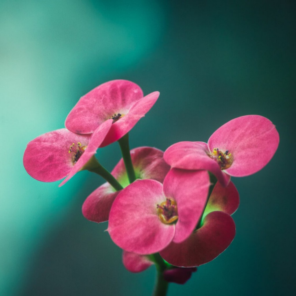 Produk SJM Flower | Shopee Indonesia