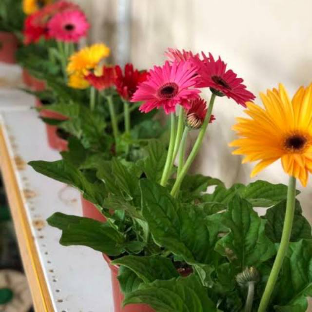 Produk Garbera Garden | Shopee Indonesia