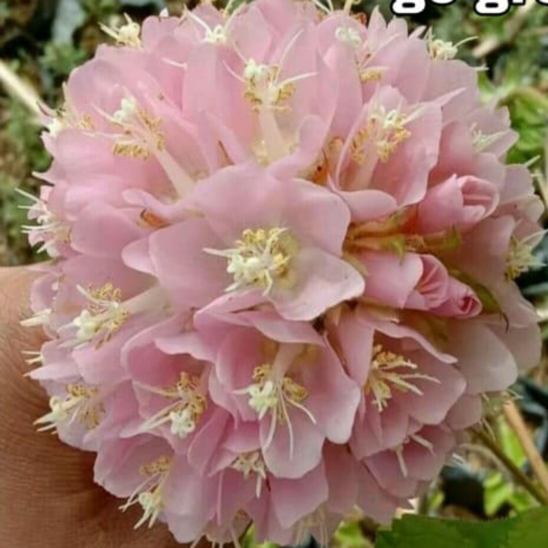 Produk sunda flora | Shopee Indonesia