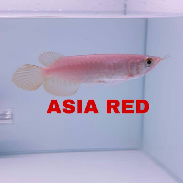 Produk ASIA RED | Shopee Indonesia