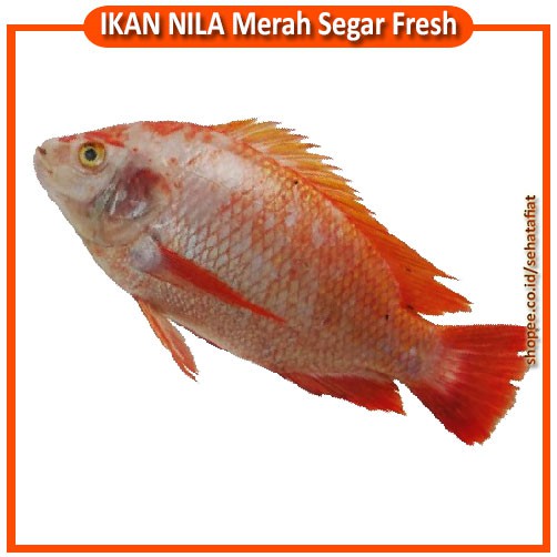 Ikan Nila Merah
