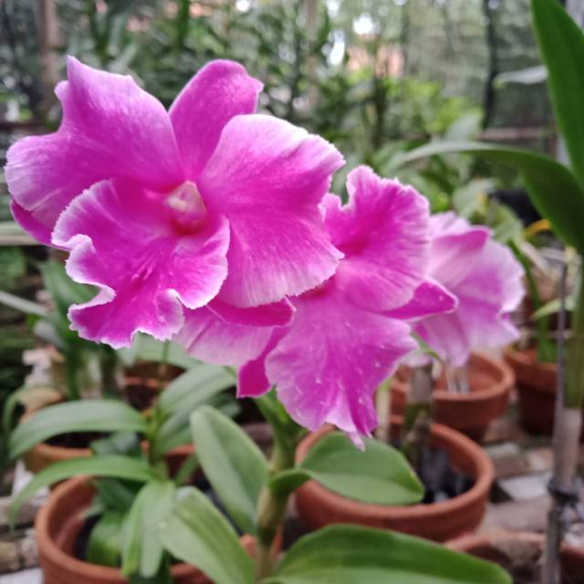 Produk Hayati Orchid | Shopee Indonesia