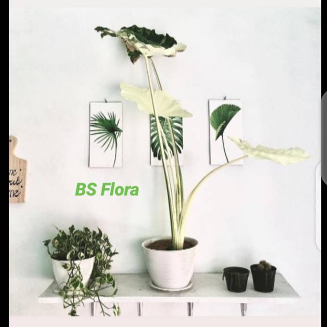 Produk BS Flora | Shopee Indonesia