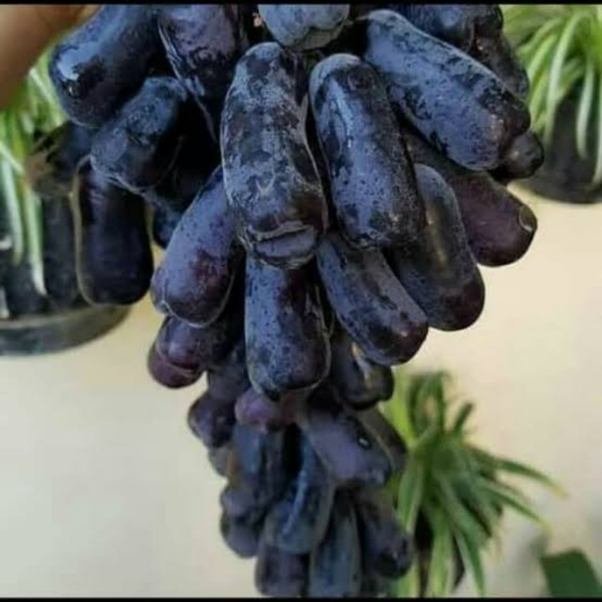 Produk official flora1 | Shopee Indonesia