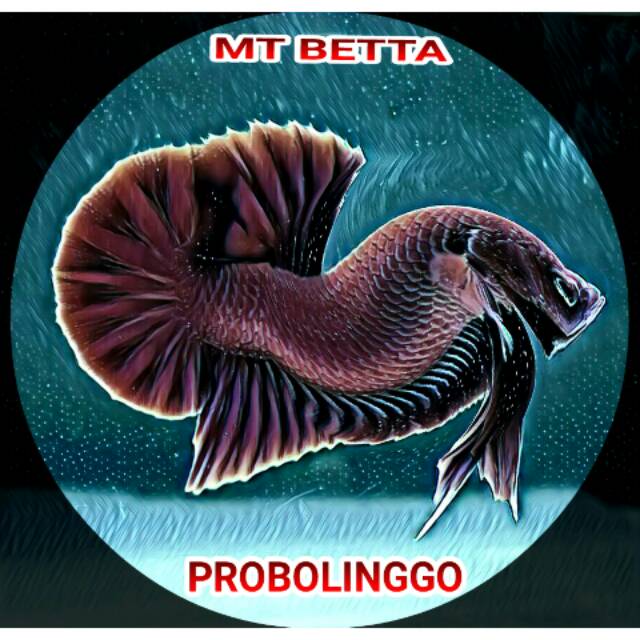 Produk mt_betta | Shopee Indonesia