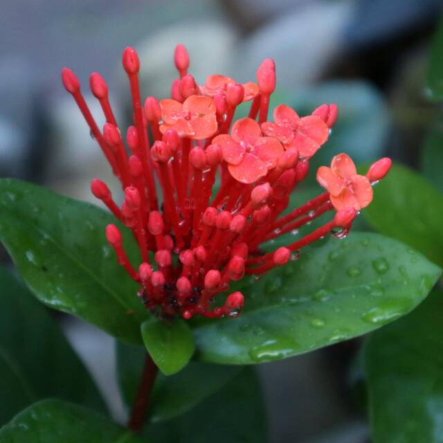 Produk hs pro | Shopee Indonesia