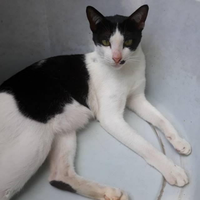 Produk kulawu | Shopee Indonesia