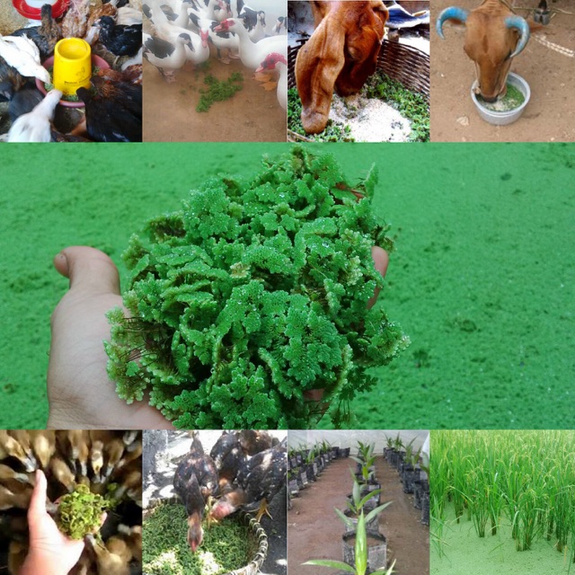 Produk azolla_indonesia | Shopee Indonesia