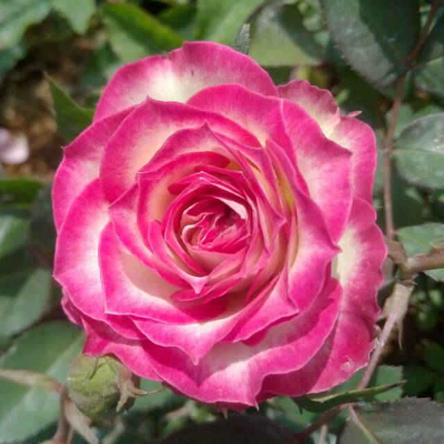 Produk jual mawar bandung | Shopee Indonesia