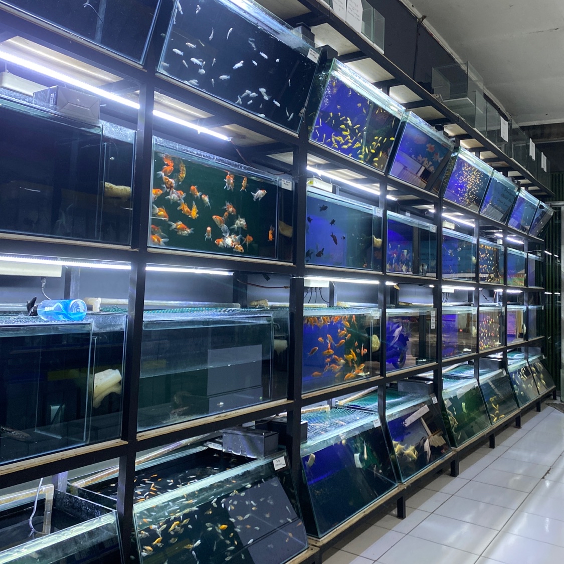 Produk Toko Ikan Hias “iKANU” | Shopee Indonesia