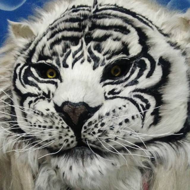 Produk jaransembrani04 | Shopee Indonesia