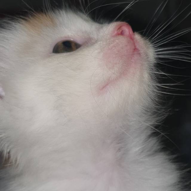 Produk chira.store | Shopee Indonesia