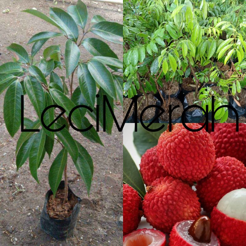 Pohon Leci Dalam Pot