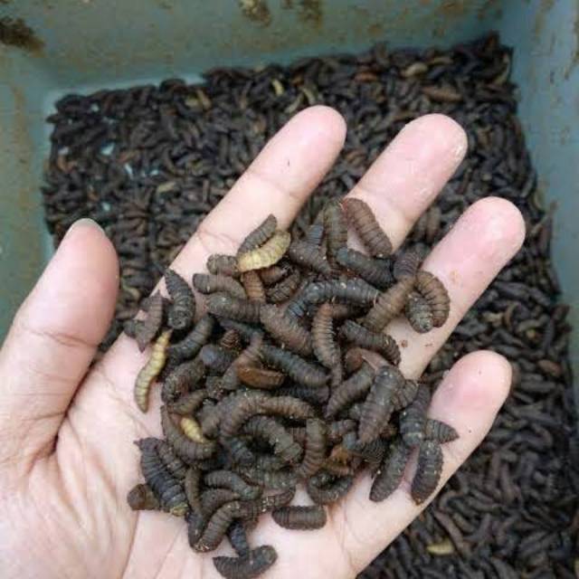 Produk Fresh Magot | Shopee Indonesia