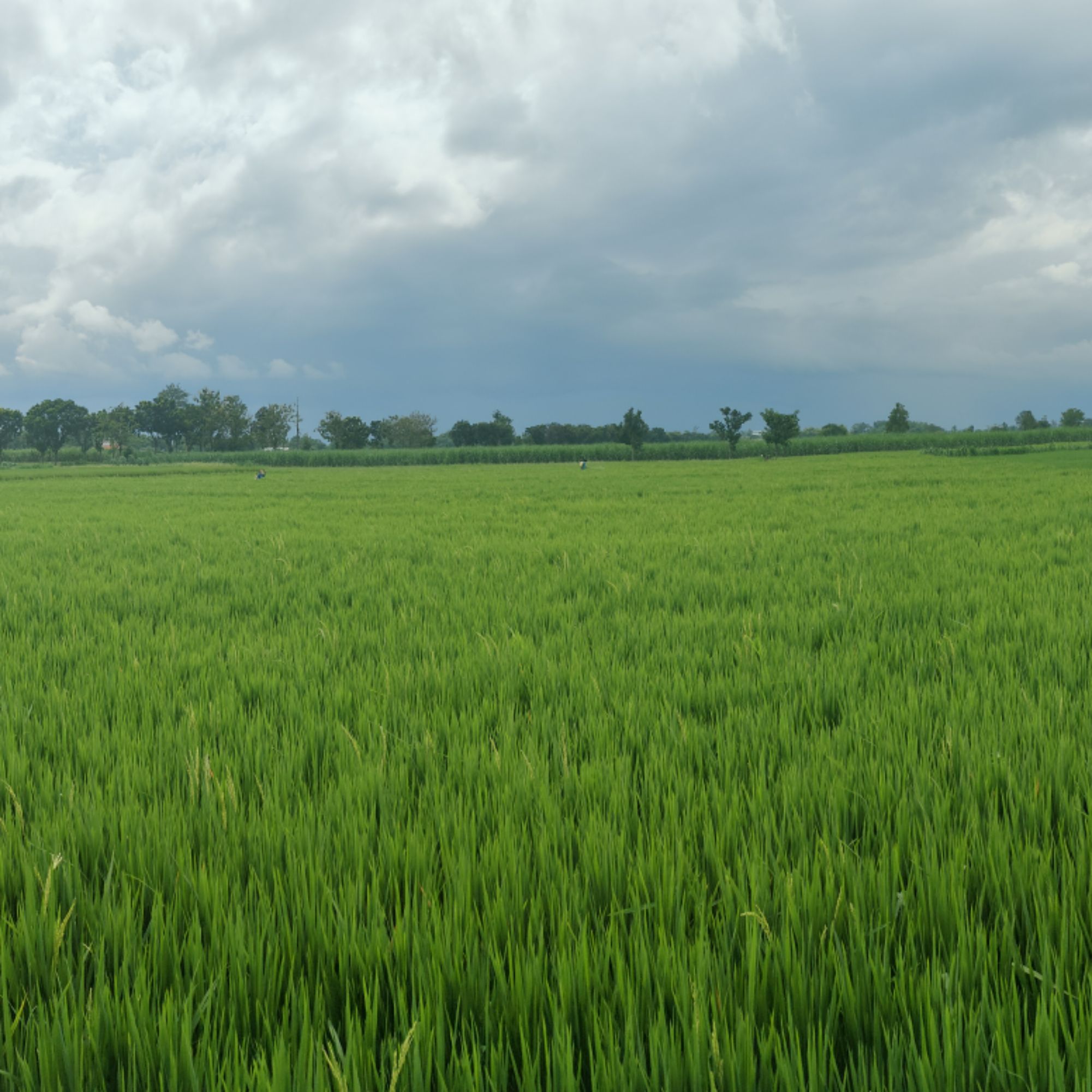 Produk Laila Agro Tani | Shopee Indonesia