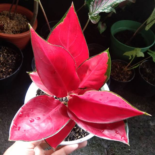 Produk red.garden | Shopee Indonesia