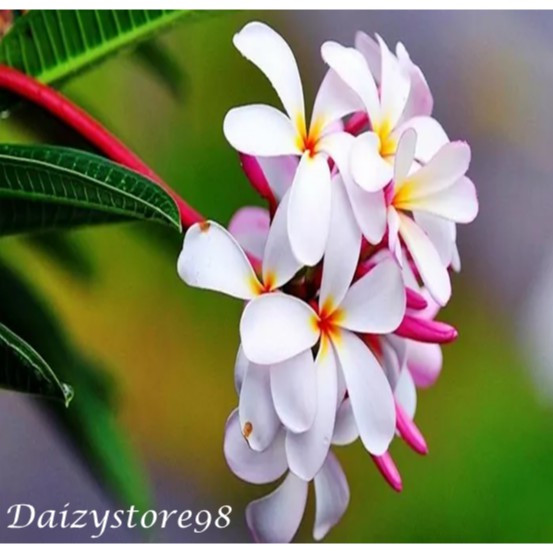 Produk Sekuntum Bunga | Shopee Indonesia