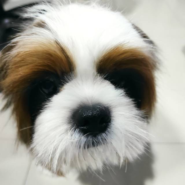 Produk Kubo Store | Shopee Indonesia