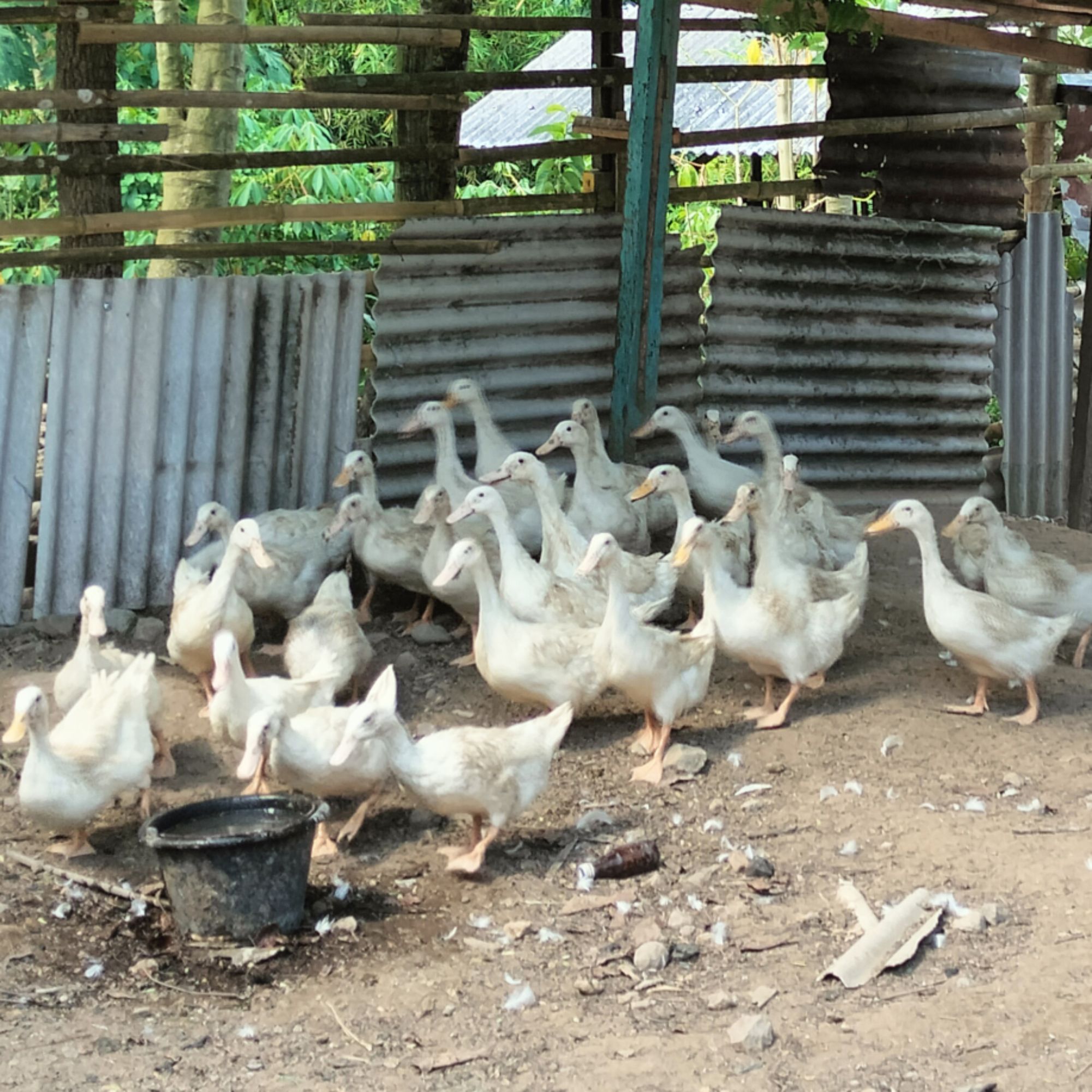 Produk Telur Bebek Mentah Fresh | Shopee Indonesia