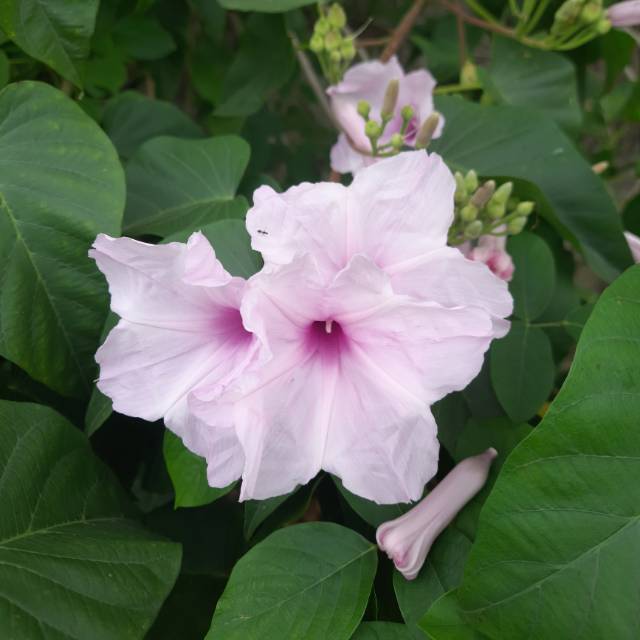 Produk id0683_29320 | Shopee Indonesia