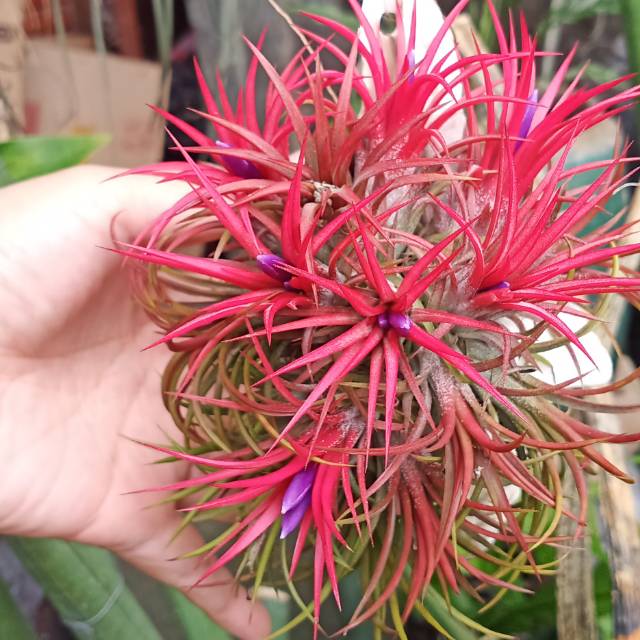 Produk Garneta_Nursery | Shopee Indonesia