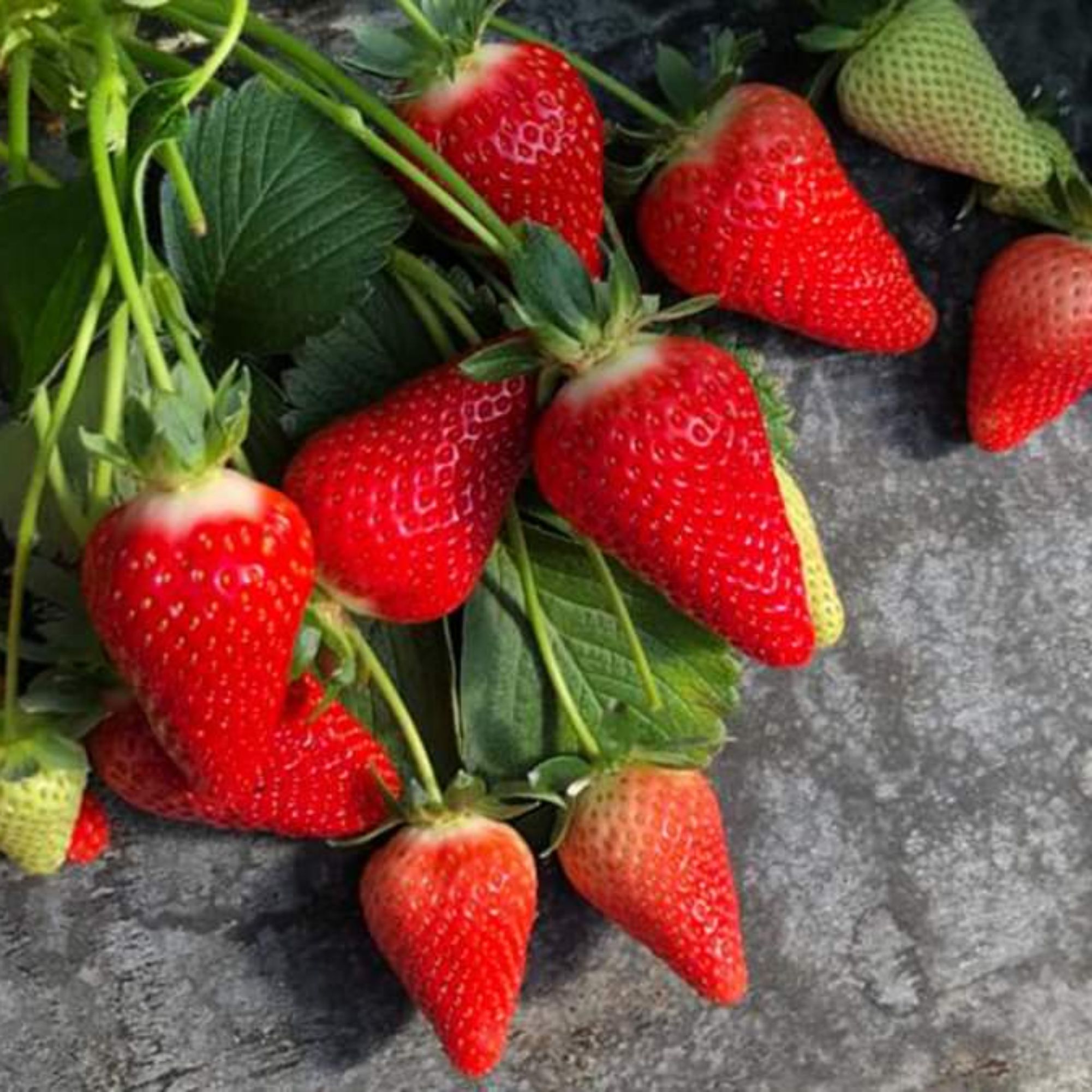 Produk STRAWBERRY UNGGUL | Shopee Indonesia