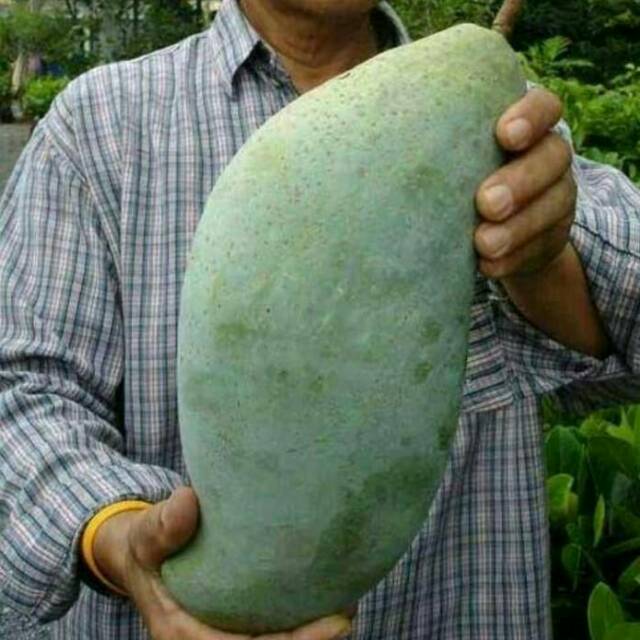 Produk TOKO BIBIT TANAMAN | Shopee Indonesia