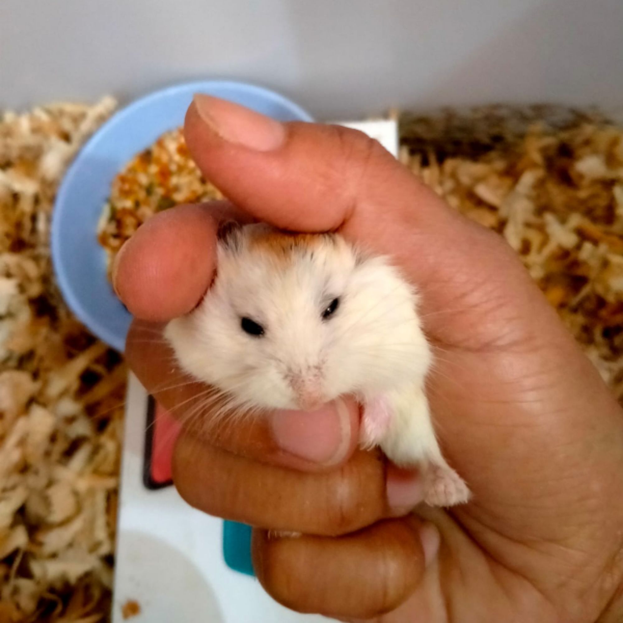 Produk udie shop | Shopee Indonesia