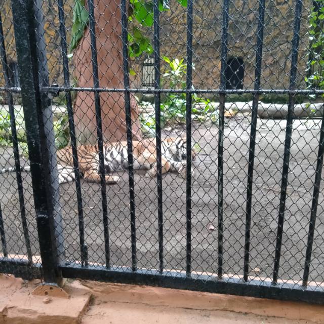 Produk 🤟AL_HABSY_STORE🤟 | Shopee Indonesia